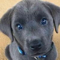 Perfil Modelo Webcam Lily_marlin | Stripchat