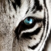 SanyaDears Cam Model Profile | Stripchat