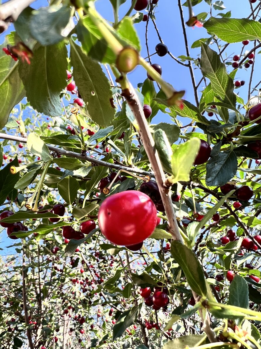 Team_Pancakes Webcam Model Profile | xHamsterLive