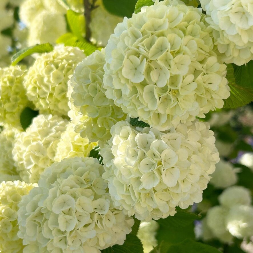 Profil modela Ranran_ch | xHamsterLive