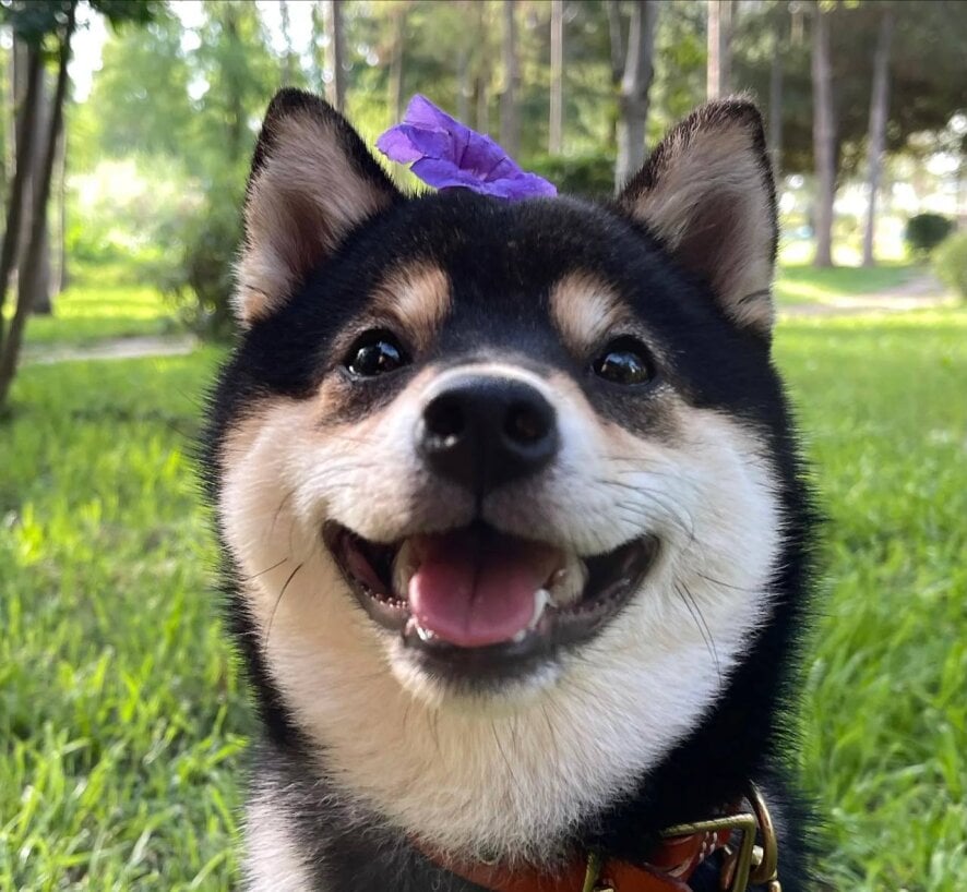 Luna520 Webcam Model Profile | xHamsterLive