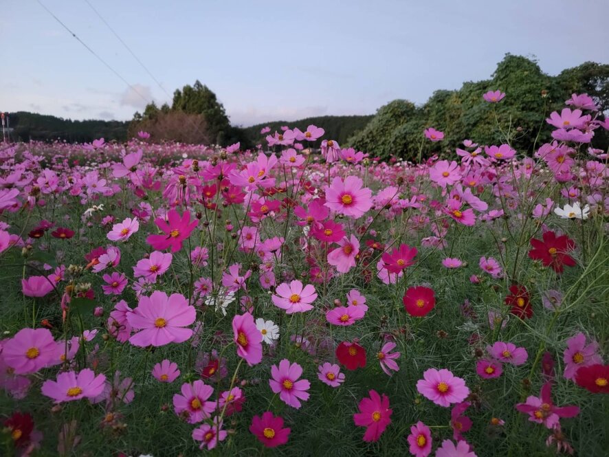 Ryo-j主播简介 | xHamsterLive