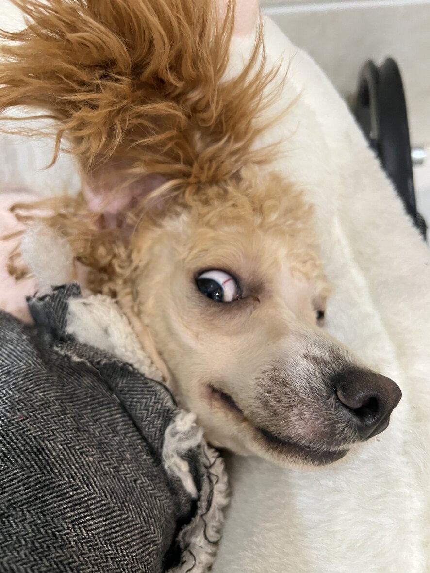 Luna520 Cam Model Profile | Stripchat