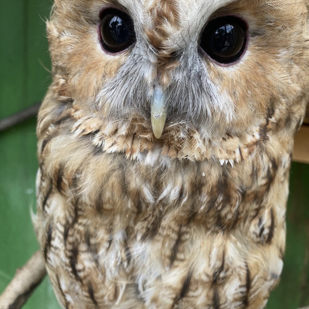 Kat_kot бесплатное вебкам шоу и XXX чат | xHamsterLive